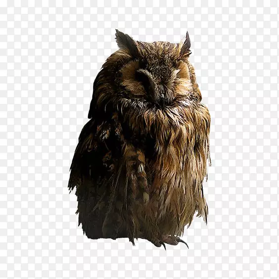 猫头鹰免扣PNGPNG图片素材下载_图片编号bqapzvzy-免抠素材网