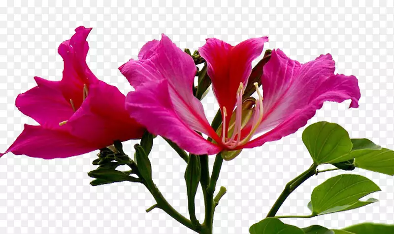 紫金花植物PNG图片素材下载_图片编号ymjalnzq-免抠素材网