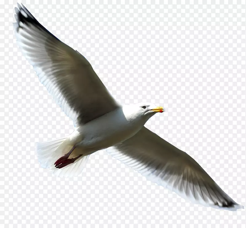 动物素材PNG图片素材下载_图片编号qomoxozq-免抠素材网