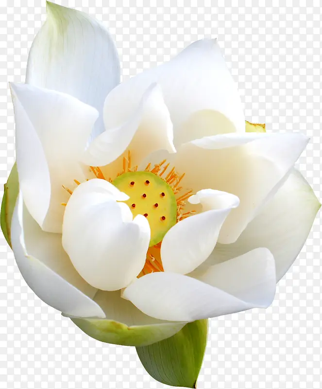 高清莲花PNG图片素材下载_图片编号qkxnmjoy-免抠素材网