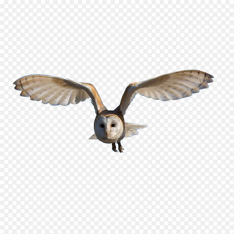 飞翔的猫头鹰PNG图片素材下载_图片编号ykoeoogy-免抠素材网