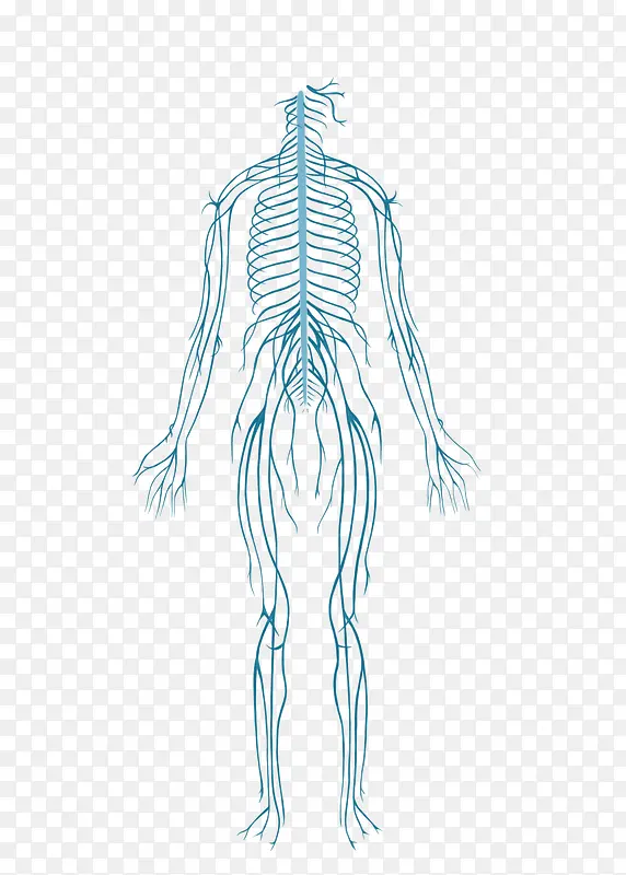 简易人体神经系统结构示意图PNG图片素材下载_图片编号yzenjoxq-免抠素材网