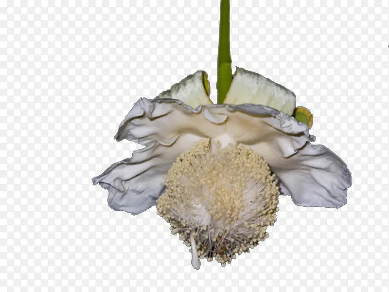 猴面包树的花PNG图片素材下载_图片编号qxjvlvrd-免抠素材网