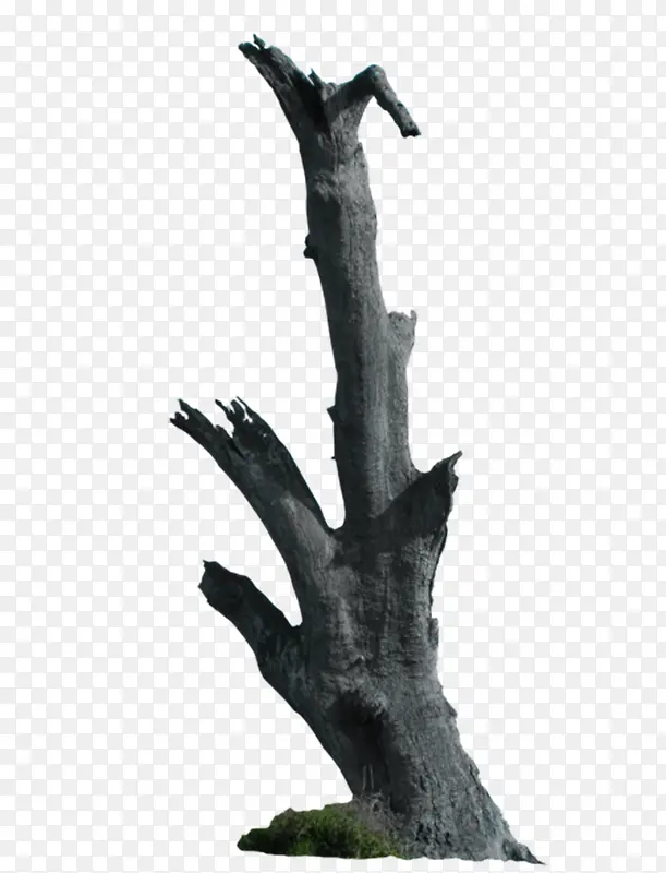 古老的树木PNG图片素材下载_图片编号yxjnkbgj-免抠素材网