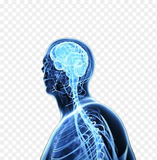 人体结构神经系统示意图PNG图片素材下载_图片编号qolwkkge-免抠素材网