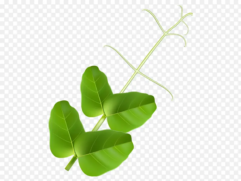 卡通叶子PNG图片素材下载_图片编号qnzgvdxk-免抠素材网