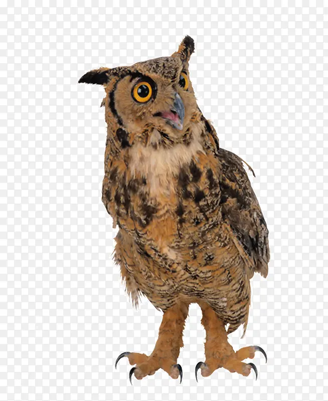 猫头鹰素材图片PNG图片素材下载_图片编号qnzdxgzb-免抠素材网