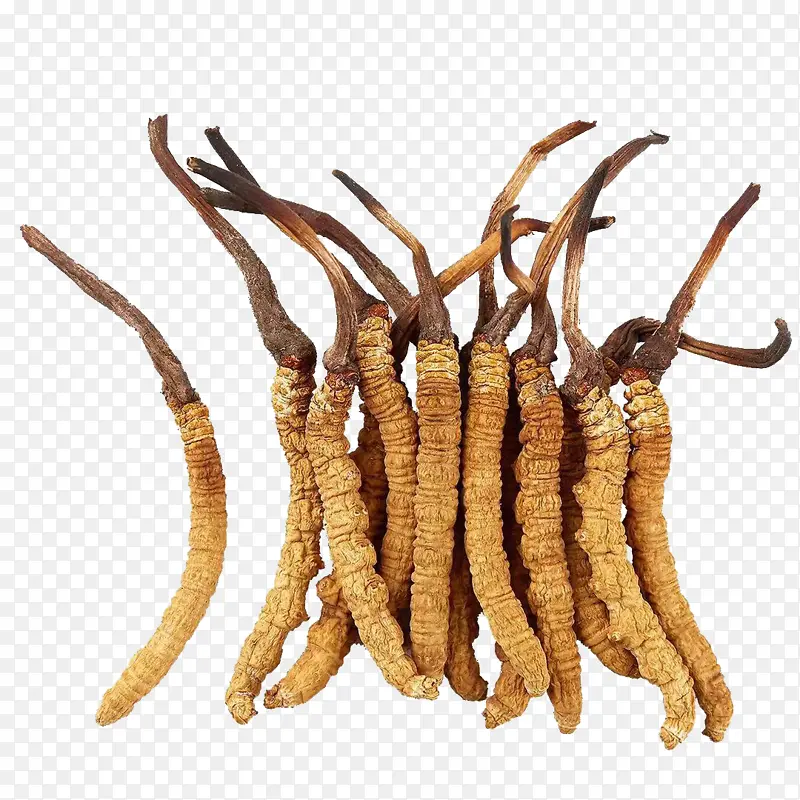 一堆虫草 冬虫夏草PNG图片素材下载_图片编号qnggnelx-免抠素材网